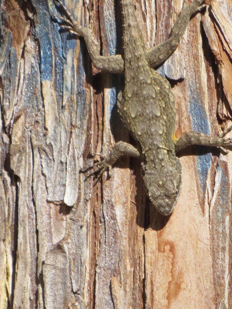 Northern Mesquite Lizard from Fuentes Brotantes, 14410 Ciudad de México ...