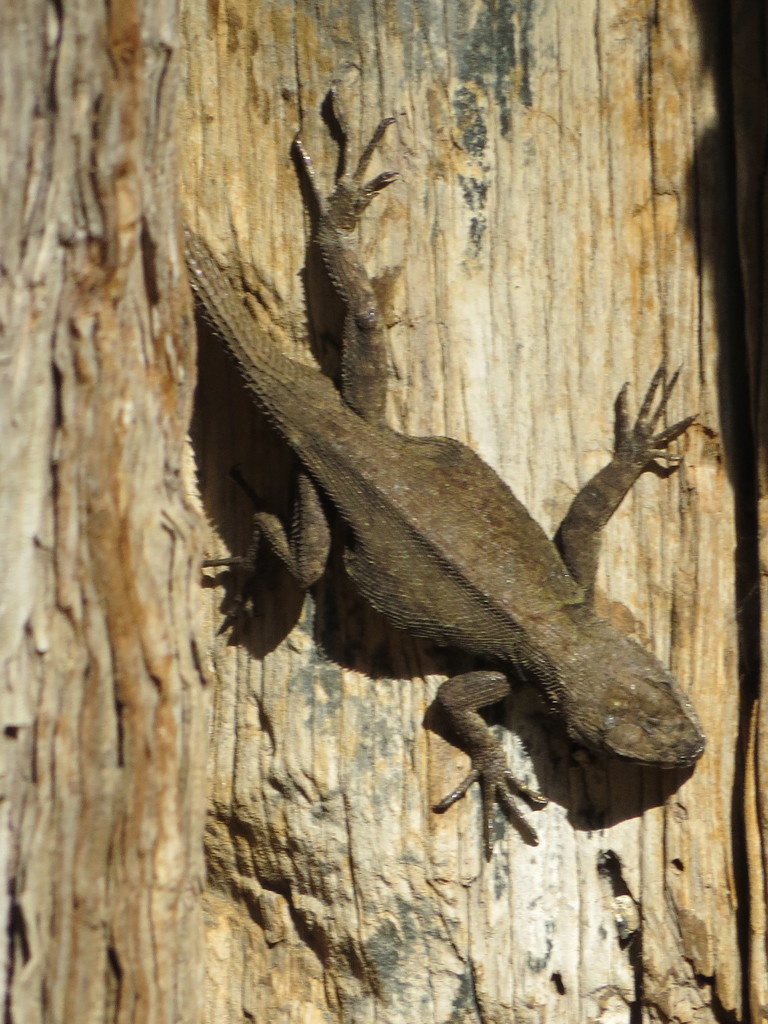 Northern Mesquite Lizard from Fuentes Brotantes, 14410 Ciudad de México ...