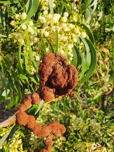 Hickory Wattle Gall Rust (Uromycladium implexae) · iNaturalist