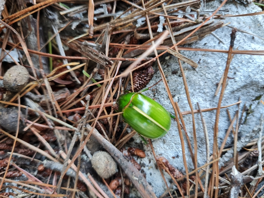 Tanguru chafer from Takaka Hill, New Zealand on January 27, 2021 at 12: ...