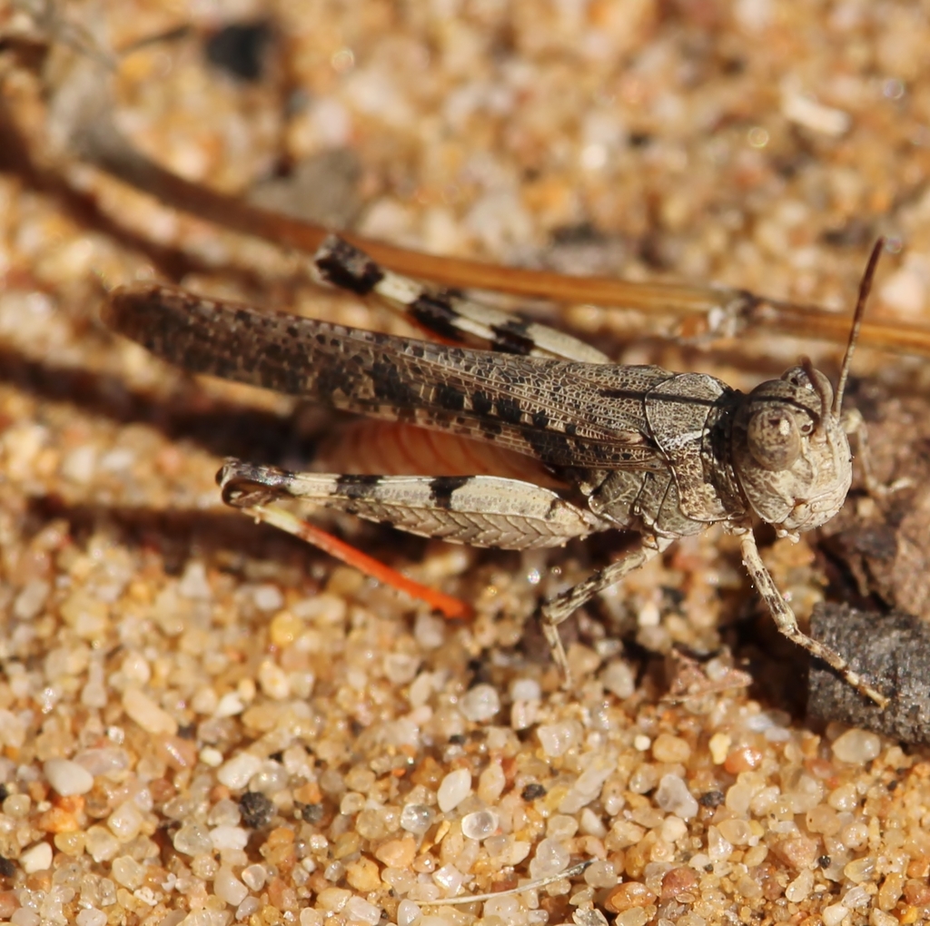 Australian Plague Locust from Reedy Creek SA 5275, Australia on January ...