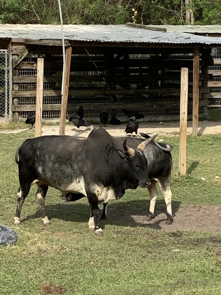 Zebu from Stinger Dr, Davenport, FL, US on January 26, 2021 at 02:25 PM ...