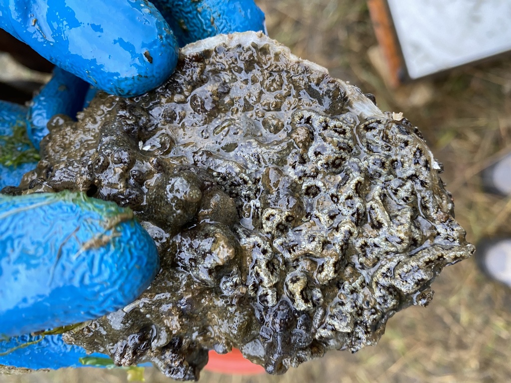 Star Tunicate from Cape Cod National Seashore, Eastham, MA, US on ...