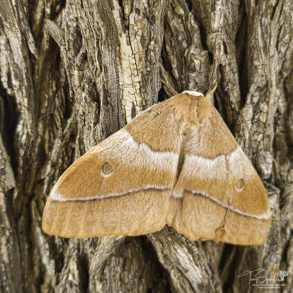 Mopane Worm in November 2019 by Tony Sparkes. Mopani Moth · iNaturalist