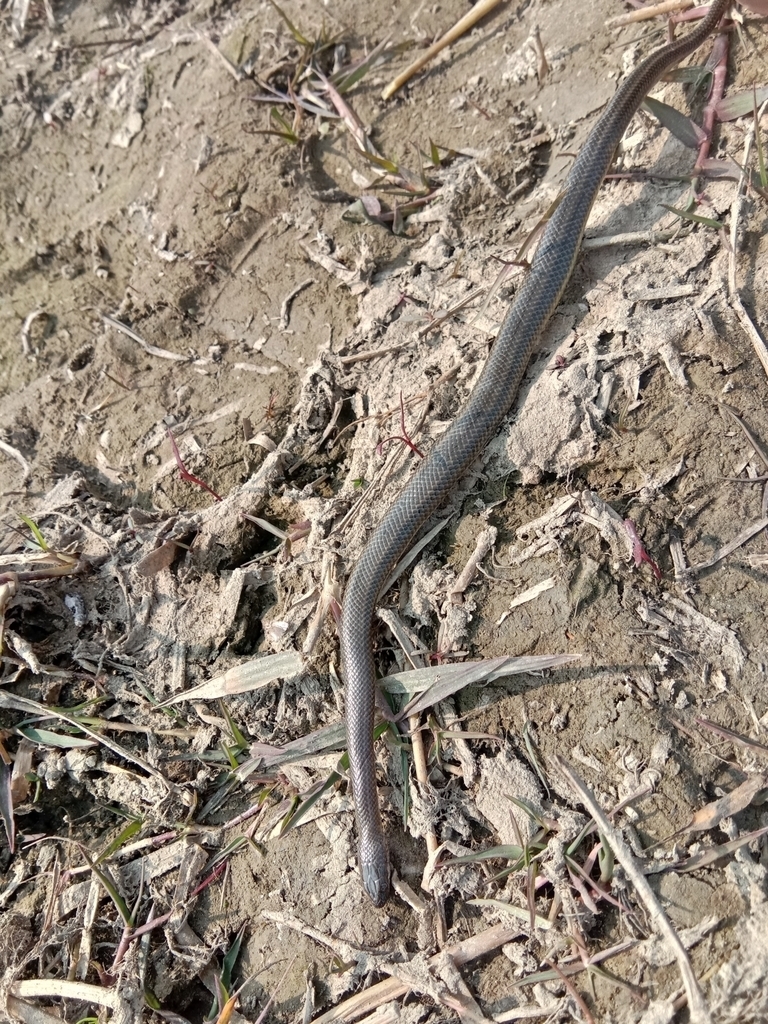 Rainbow Mud Snake from Purangarh, Uttarakhand 262311, India on December ...