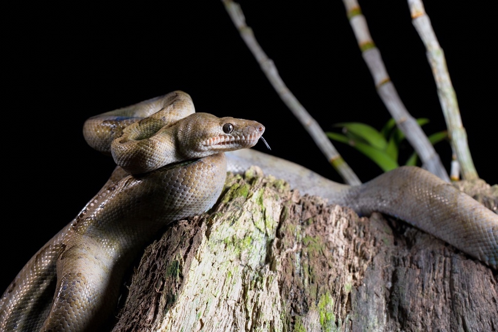 Ecuadorian Annulated Tree Boa in January 2021 by Stefano Bajak Witt ...