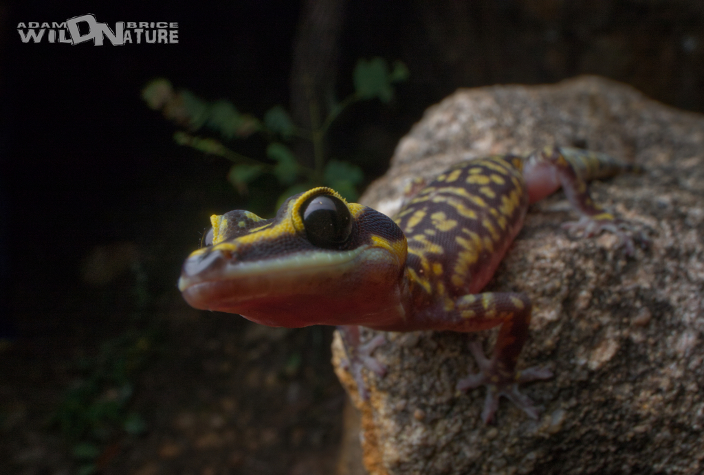 Marbled Velvet Gecko from Katherine NT 0850, Australia on January 17 ...