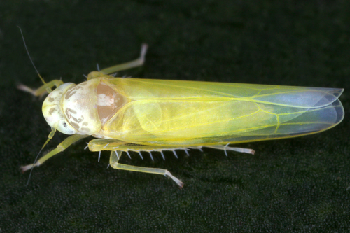 Alnetoidia alneti · iNaturalist Mexico