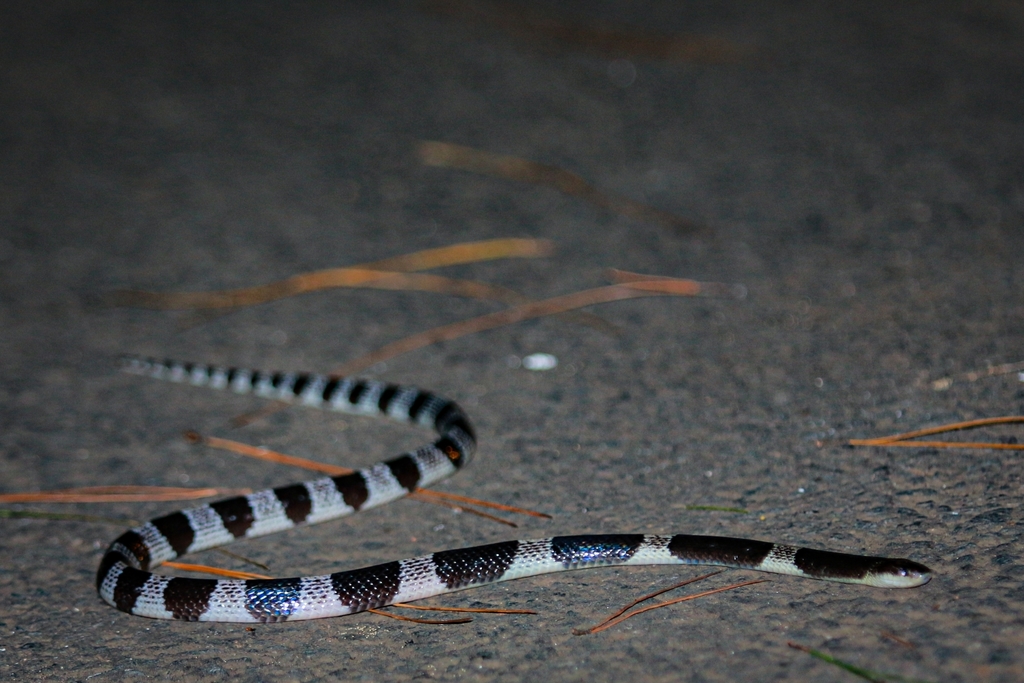 Malayan Krait from Universitas Pendidikan Indonesia on January 28, 2021 ...