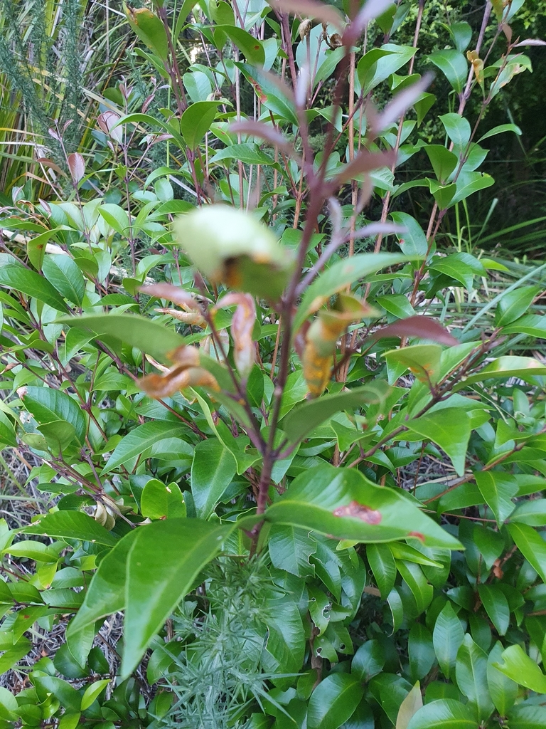 Myrtle Rust from Auckland 0816, New Zealand on January 29, 2021 at 07: ...