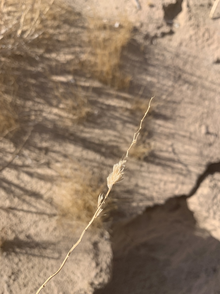 Big Galleta from Imperial, CA, US on January 28, 2021 at 11:46 AM by ...