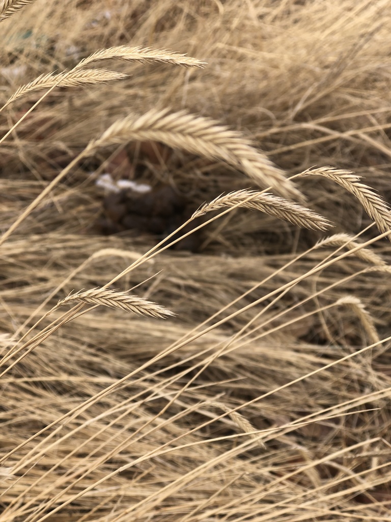 Crested Wheatgrass from Bear Valley Park, Denver, CO, US on January 28 ...