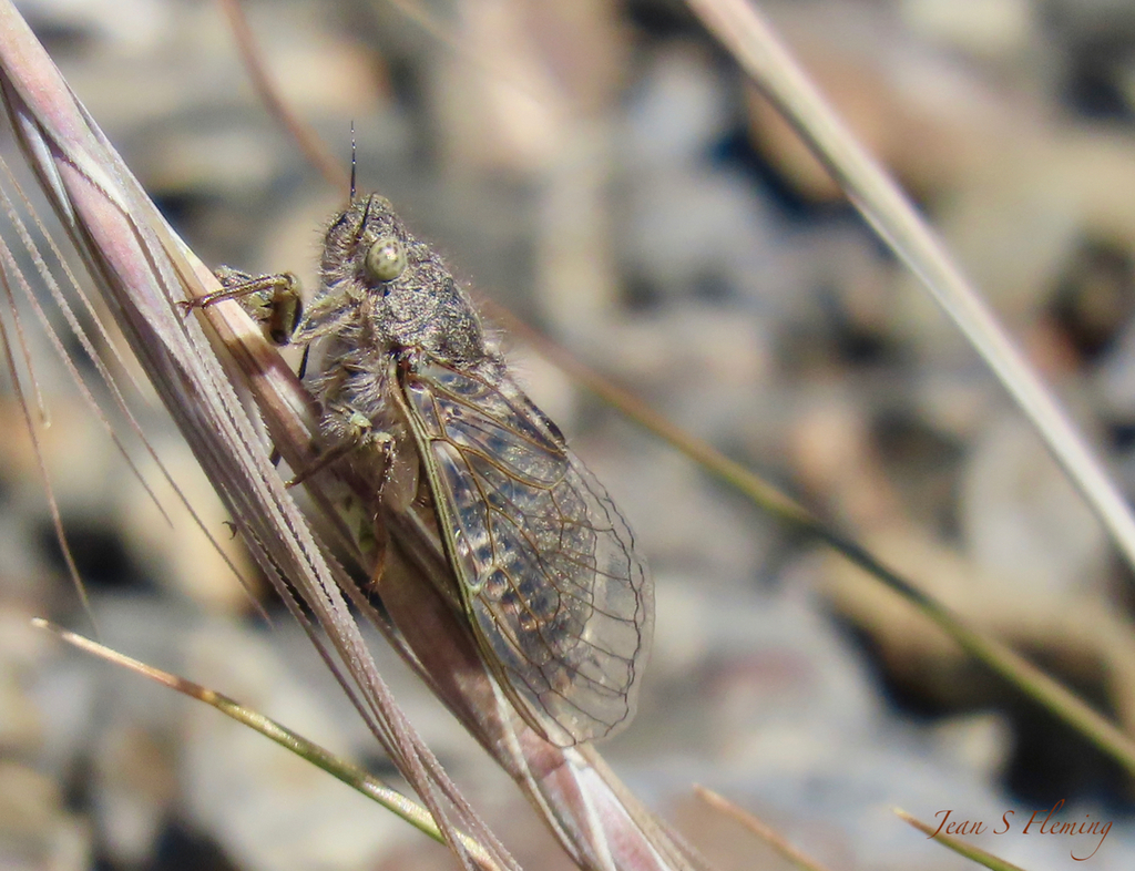 High Alpine Cicada from Island Saddle, Canterbury 7392, New Zealand on ...