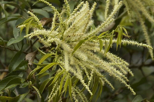 Castanopsis tribuloides · iNaturalist