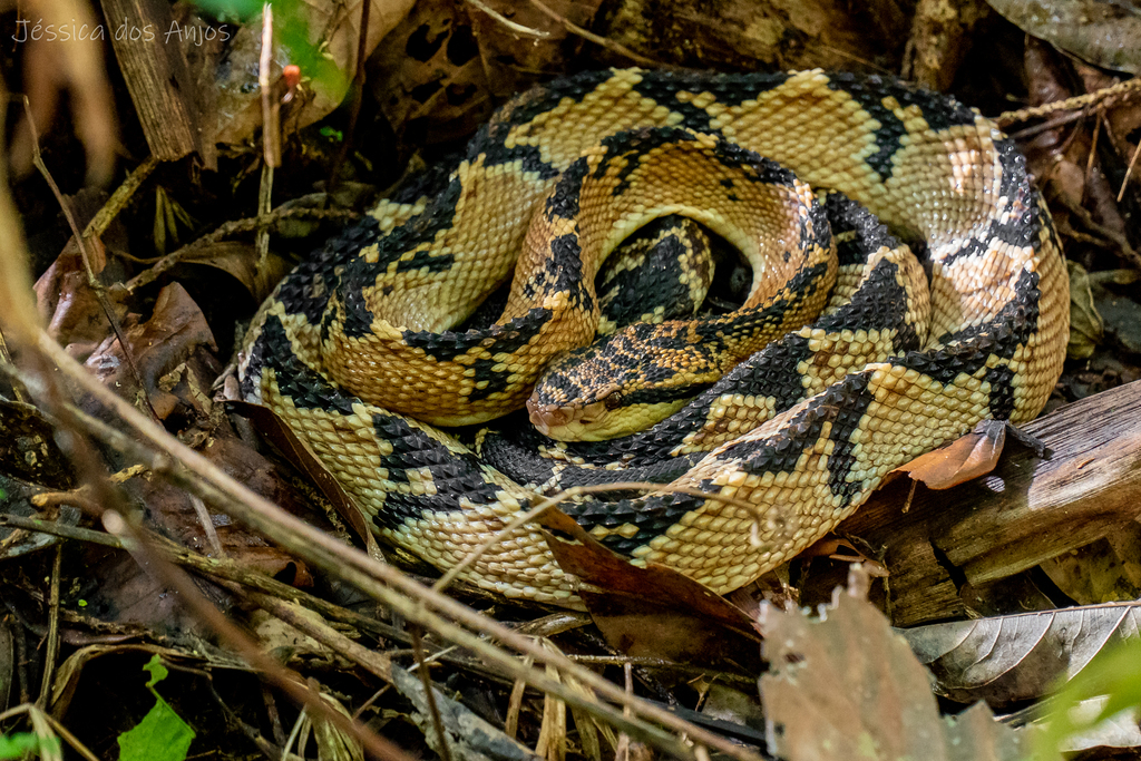 South American Bushmaster in December 2020 by Jessica dos Anjos ...