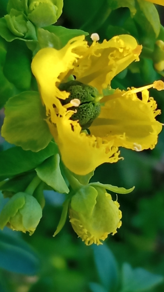 Fringed Rue from Elhadaiek,retenue collinaire on January 29, 2021 at 02 ...