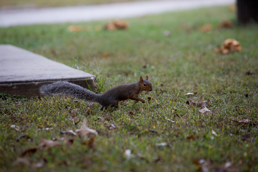 Eastern Gray Squirrel from Little Mulberry Park, Auburn, GA, US on ...