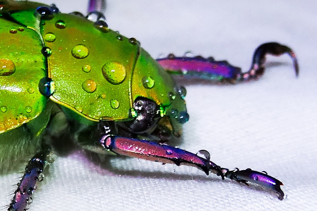 Beyer's Jewel Scarab from Madera Canyon--Bog Spring CG on August 25 ...