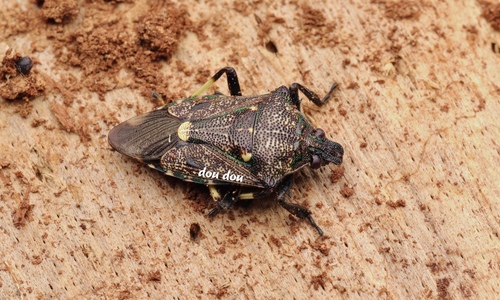 Eocanthecona thomsoni · iNaturalist Mexico