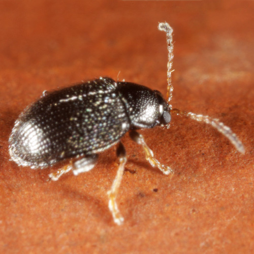 Tuber Flea Beetle (Epitrix tuberis) · iNaturalist United Kingdom