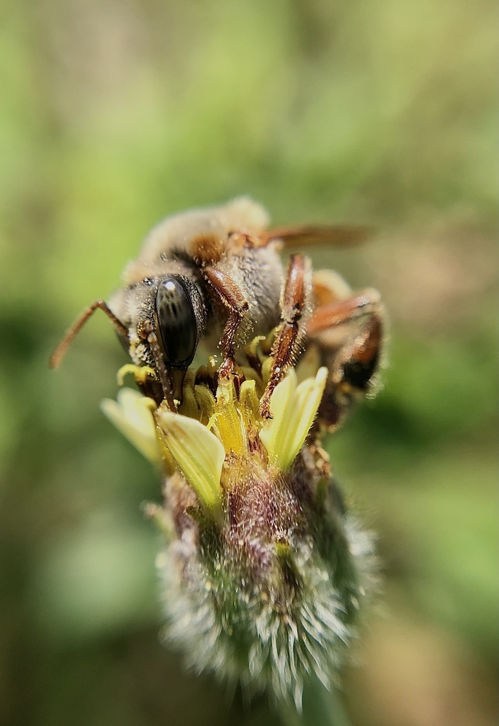 Jicote manso desde Isla De Cozumel, Cozumel, QROO, MX el 29 de enero de ...