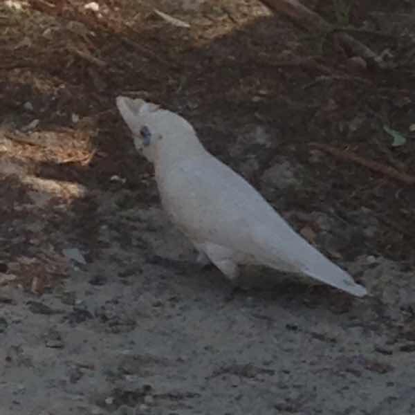 Little Corella in October 2017 by naturepassport8844 · iNaturalist