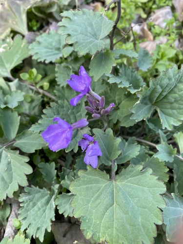 Photo 111488547, (c) Kyle Yin, all rights reserved, uploaded by Kyle ...