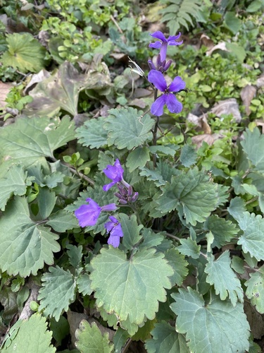 Photo 111488547, (c) Kyle Yin, all rights reserved, uploaded by Kyle ...