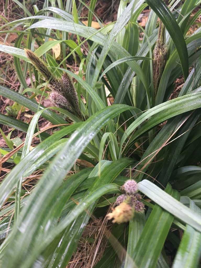 Sword Grass from 16 Upoko Road, Hataitai, Wellington, NZ on October 13 ...