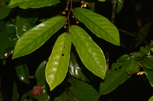 Monanthotaxis schweinfurthii · iNaturalist