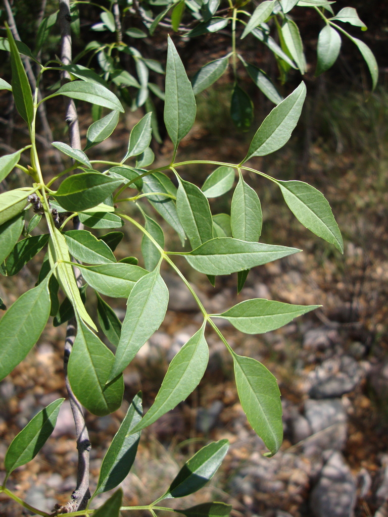 Fragrant Ash in June 2009 by J. Stauffer. Big Bend National Park ...