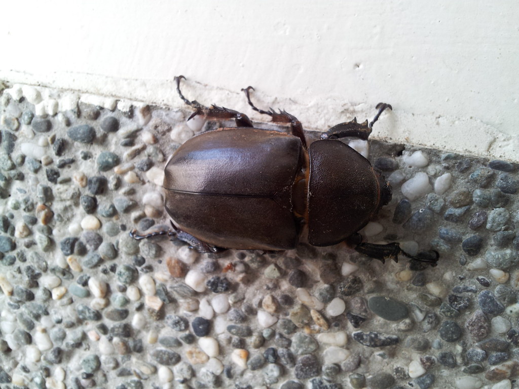 Japanese Rhinoceros Beetle from Lugu Township, Nantou County, Taiwan on ...