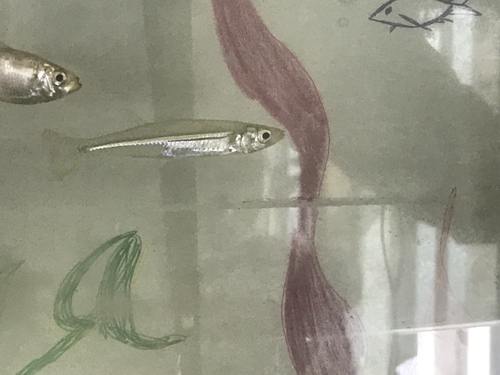 Pejerrey rasposo (Membras martinica)