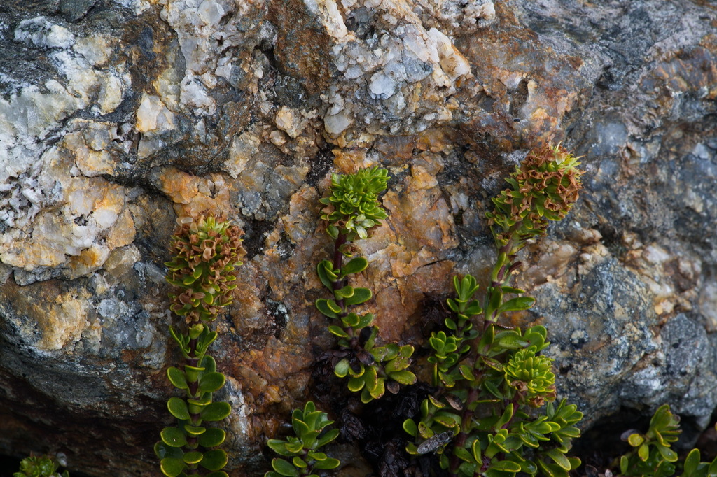Veronica petriei from Dead Horse Lake, End Peak, New Zealand on January ...