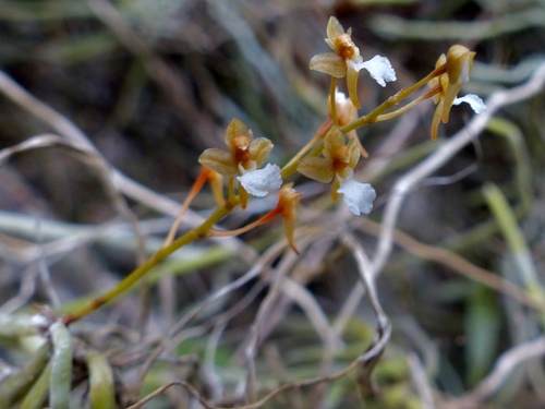 Microcoelia cornuta · iNaturalist Mexico