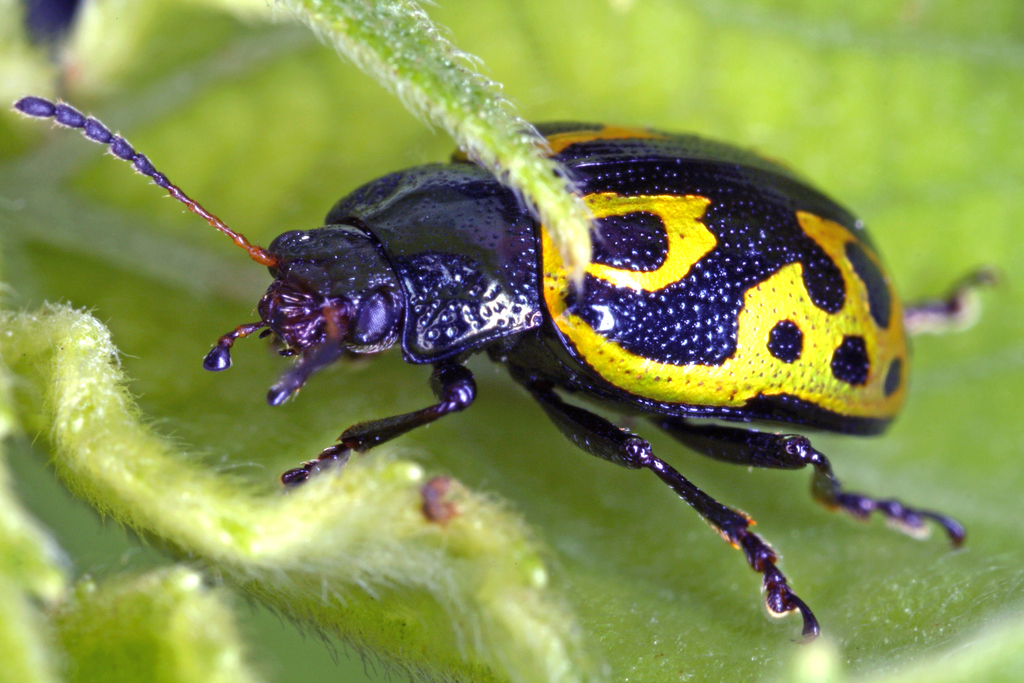 Doryphorina from Costa Rica, Adventure Inn Hotel on June 02, 2008 at 11 ...