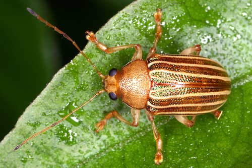 (Colaspis confusa)