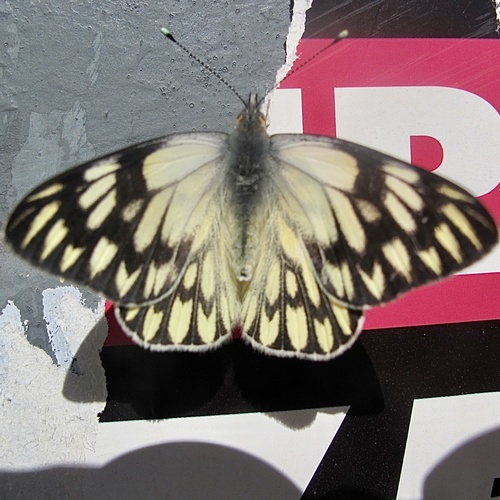 Subespecie Tatochila autodice ernestae · NaturaLista Colombia