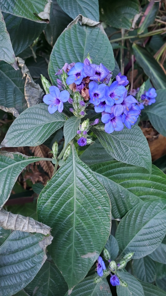 Blue Eranthemum from 香港大埔 on January 31, 2021 at 12:37 AM by もり たけ ...
