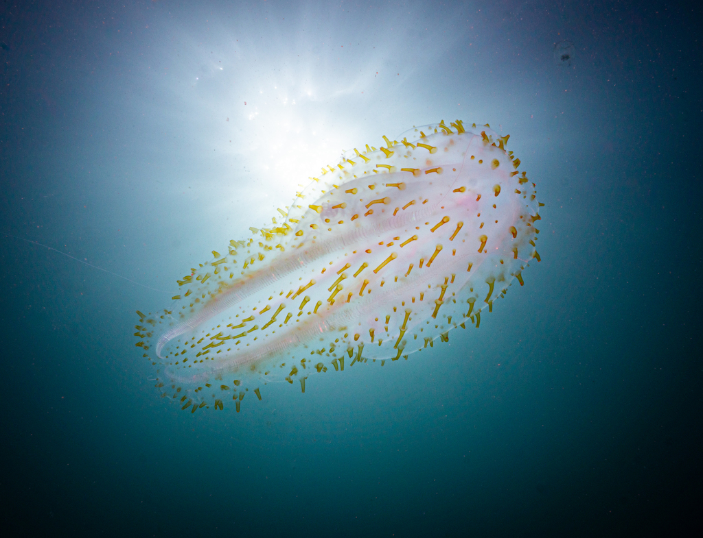 Leucothea pulchra from Monterey, CA, USA on January 30, 2021 at 12:07 ...