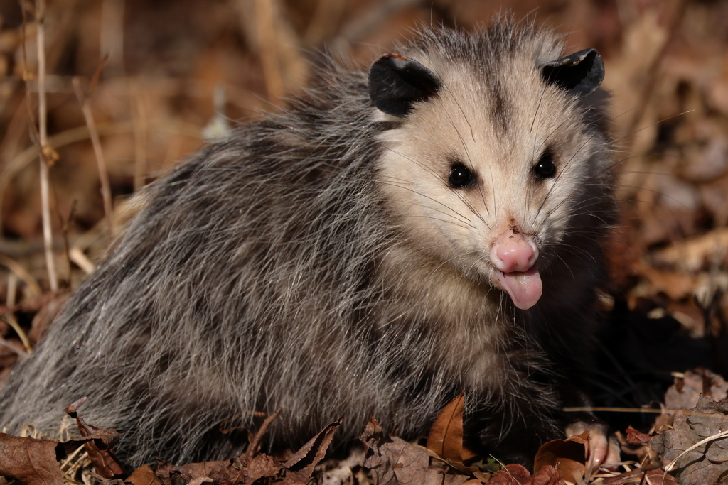 Tlacuache norteño desde Prince George's County, MD, USA el sábado, 30 ...