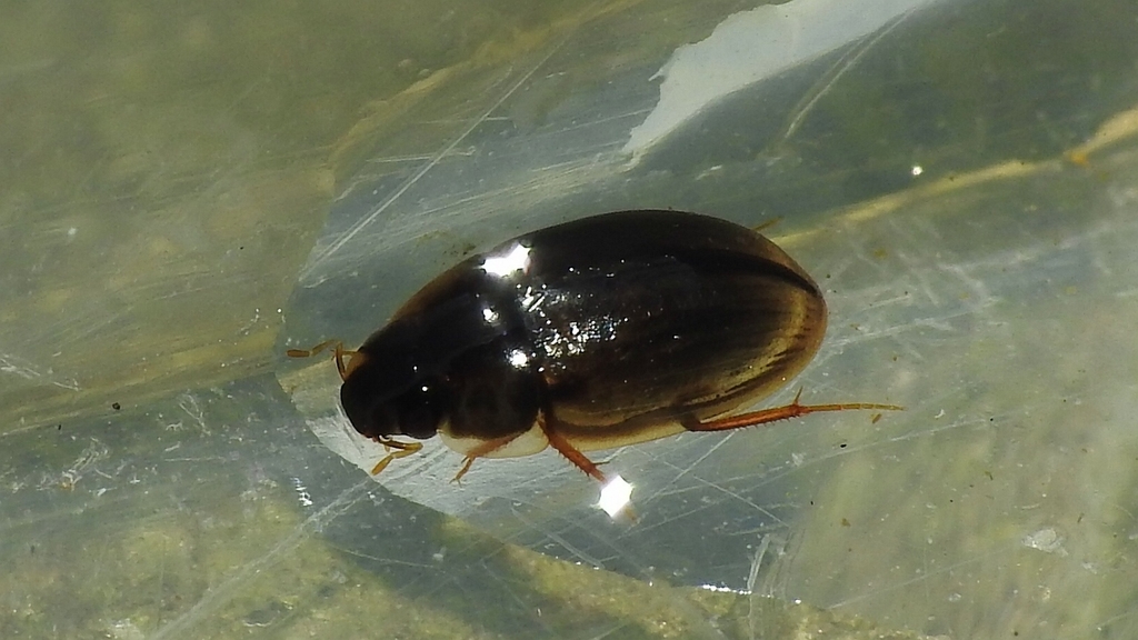 Enochrus from 114台灣台北市內湖區金瑞里 on January 31, 2021 at 02:40 PM by aero ...
