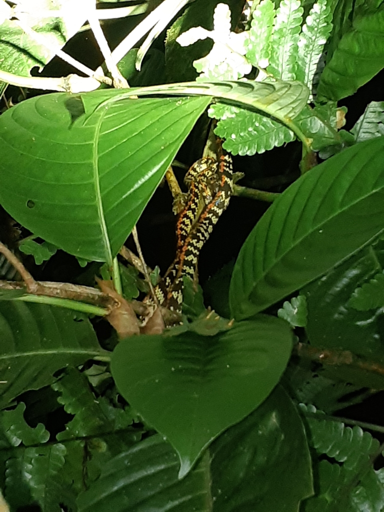 Panama Spotted Night Snake from Orito, Putumayo, Colombia on January 28 ...