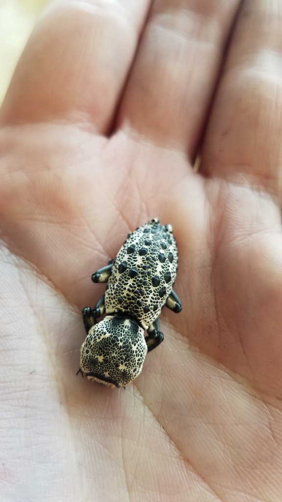 Zopherus jourdani from Cartago Province, Costa Rica on January 30, 2021 ...