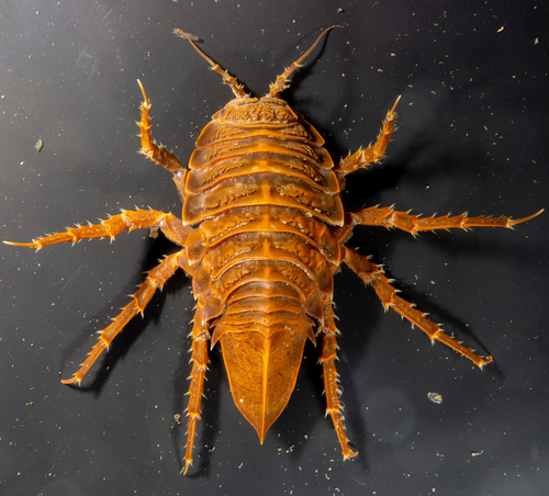 Genus Glyptonotus · iNaturalist