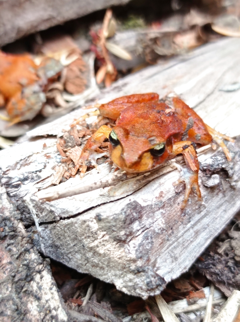 Miguel's Ground Frog in January 2021 by ngen mawida · iNaturalist