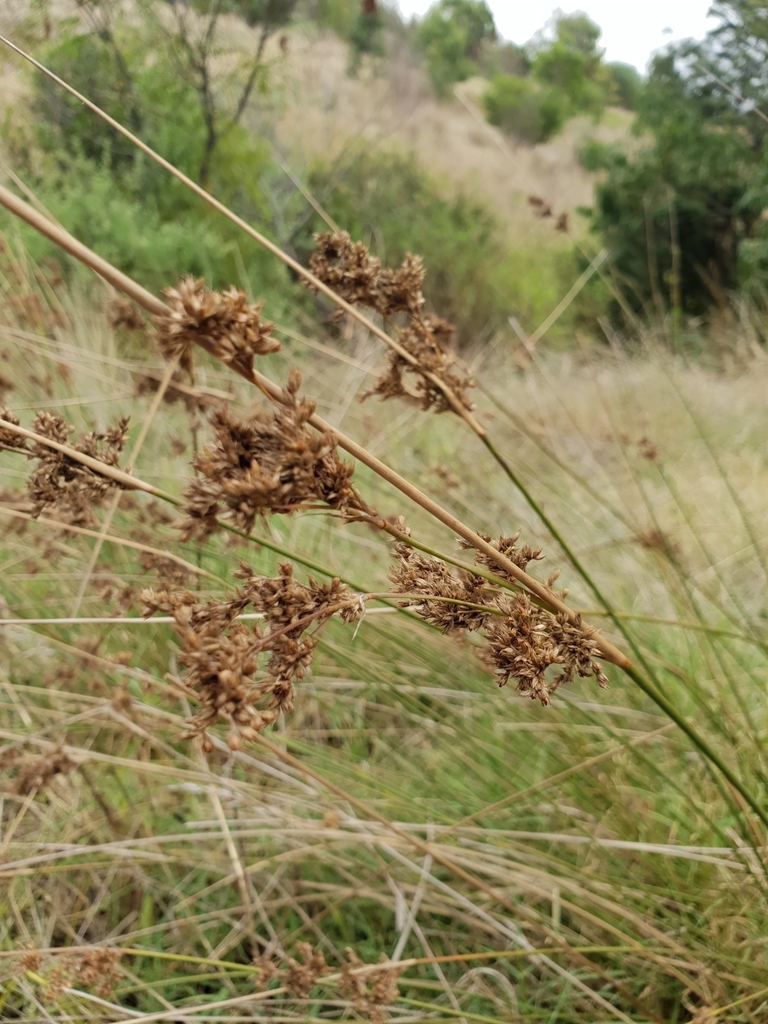 Juncus flavidus from Essendon West VIC 3040, Australia on February 1 ...