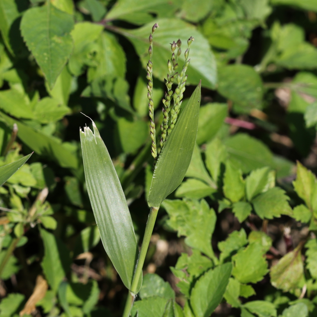 thick ditch crowngrass from Palm Beach County, FL, USA on December 26 ...