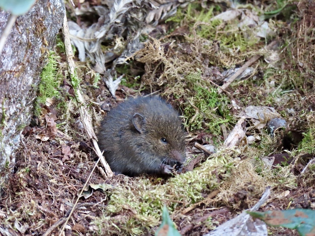 Hamsters, Voles, Lemmings, and Allies in January 2021 by Cristian ...