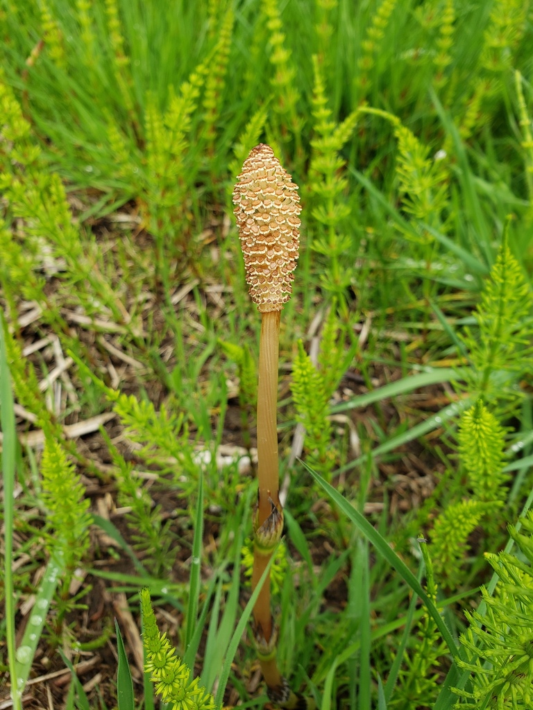 field horsetail from Arboretum, Seattle, WA 98112, USA on April 17 ...